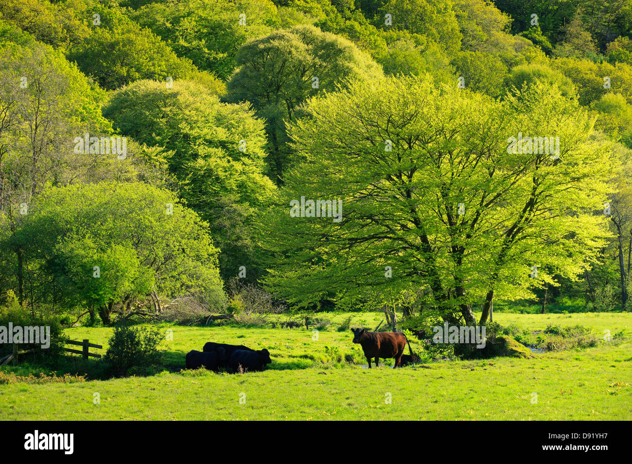 Gwaun Valley Fishguard Pembrokeshire Wales Stock Photo - Alamy