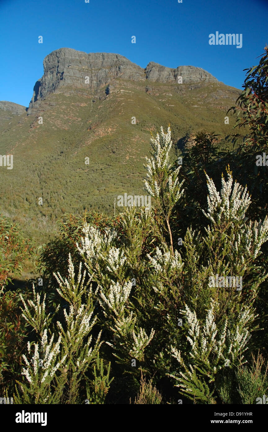 Spring wildflowers at Bluff Knoll, Stirling Range National Park ...