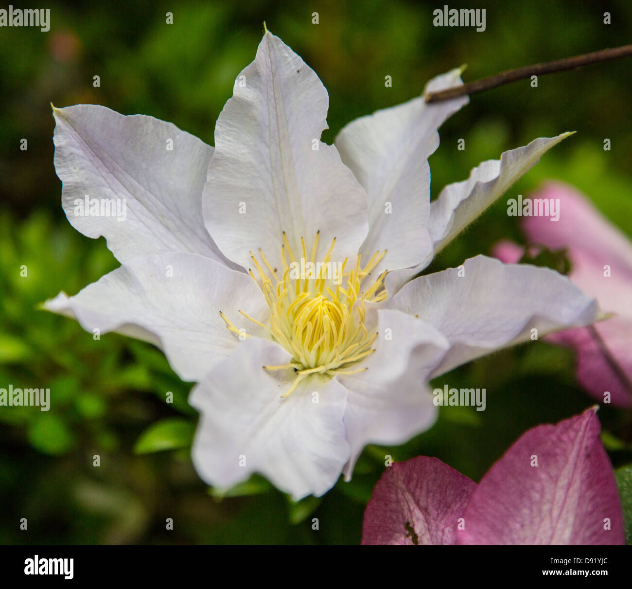 Clematis blooms in the early spring signifying the changing of the ...