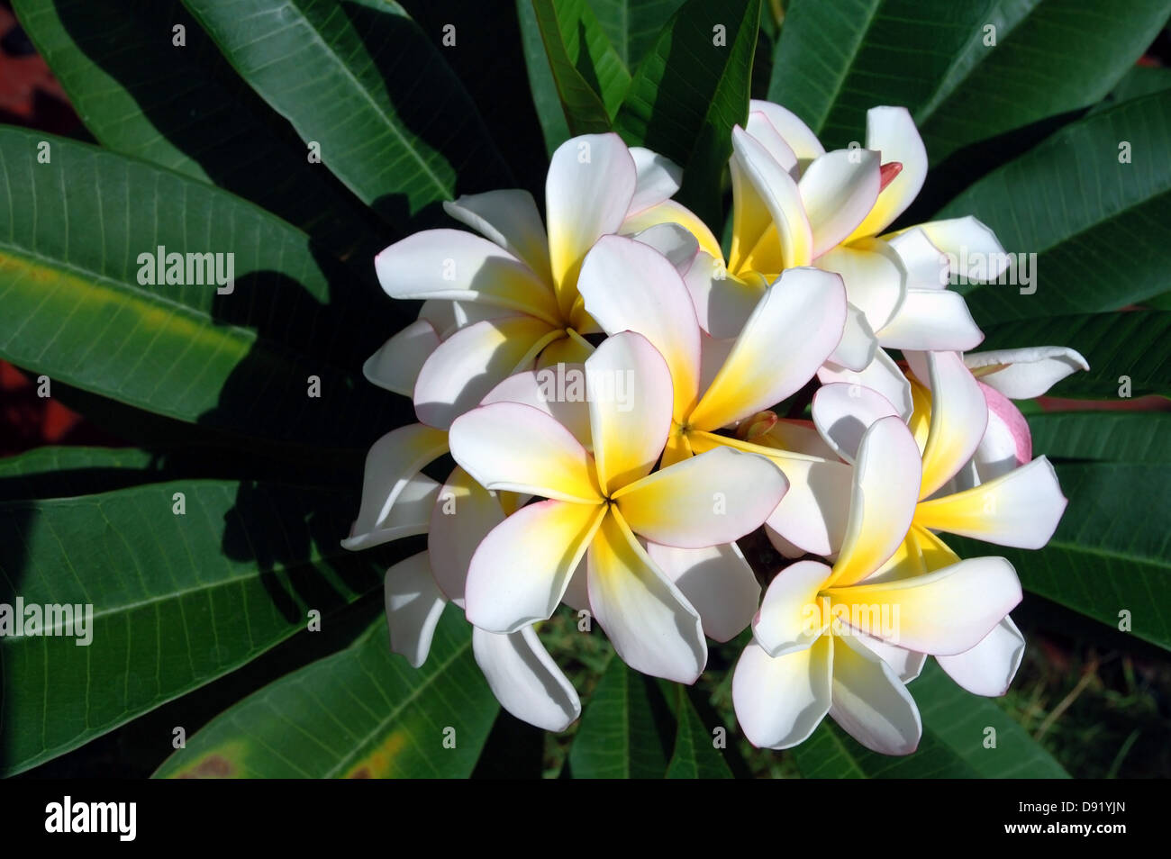 Tropical frangipanis hi-res stock photography and images - Alamy