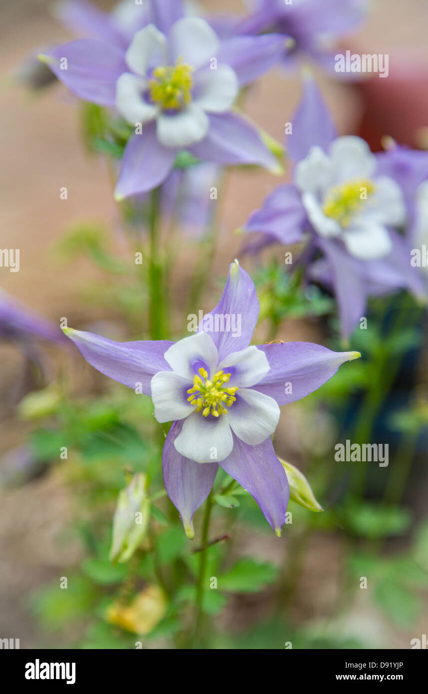 Columbine colorado state flower hi-res stock photography and images - Alamy