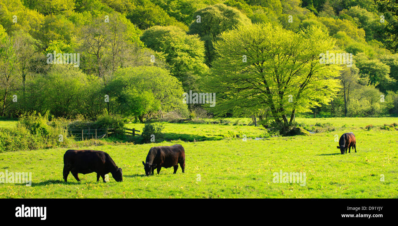 Gwaun valley hi-res stock photography and images - Alamy