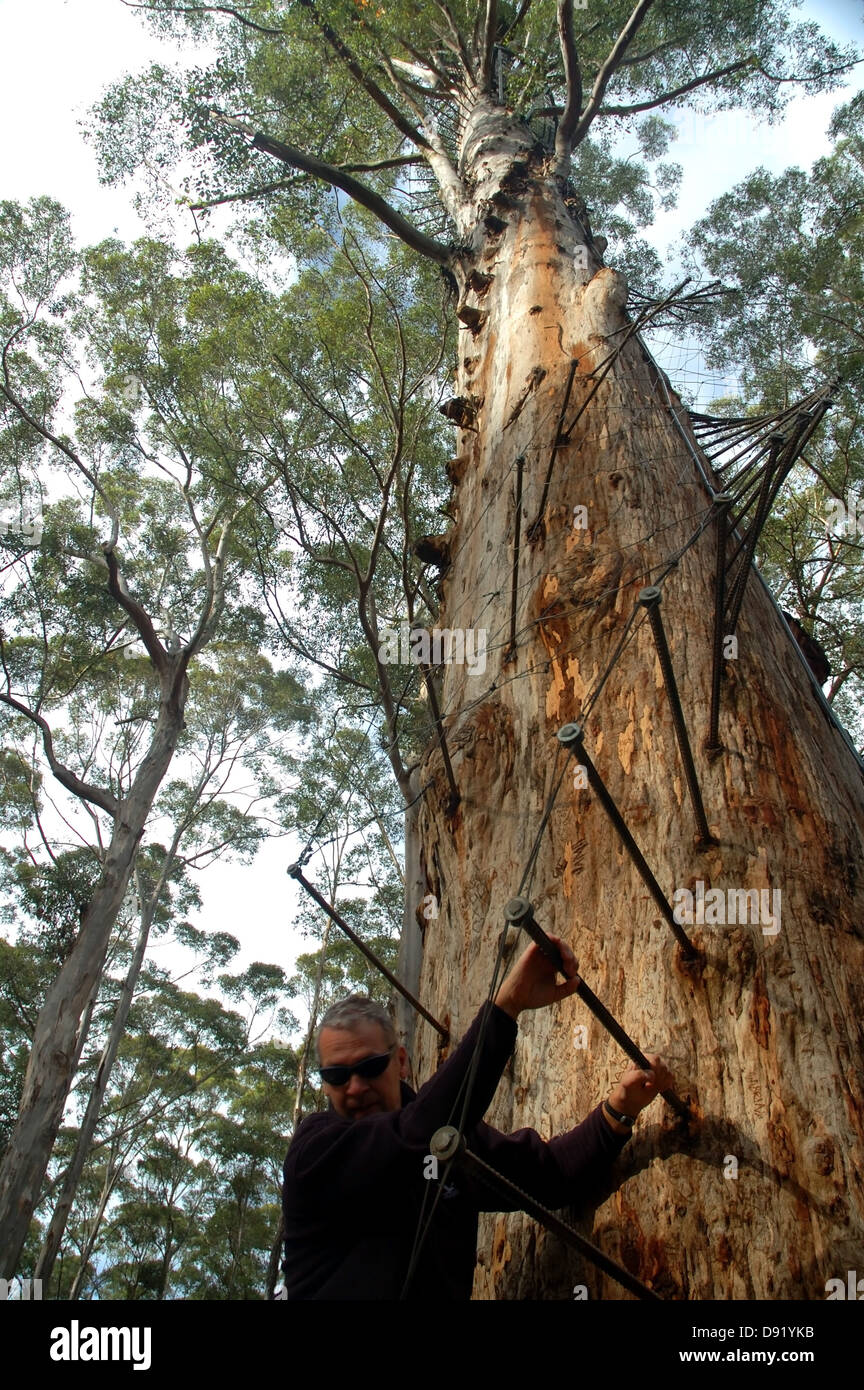 Giant karri tree hi-res stock photography and images - Alamy