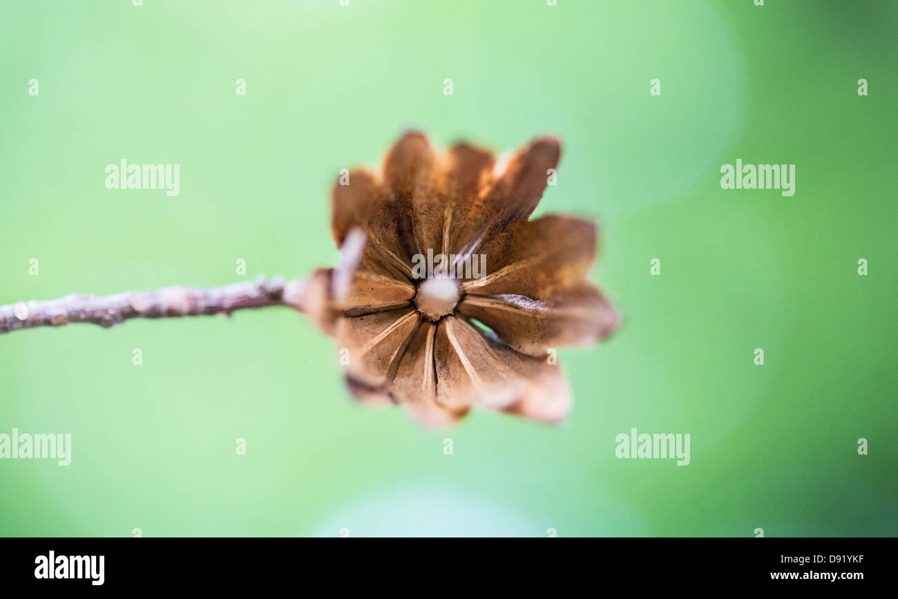 The seed pod from the Tulip Tree or Yellow Poplar as it had dropped its ...