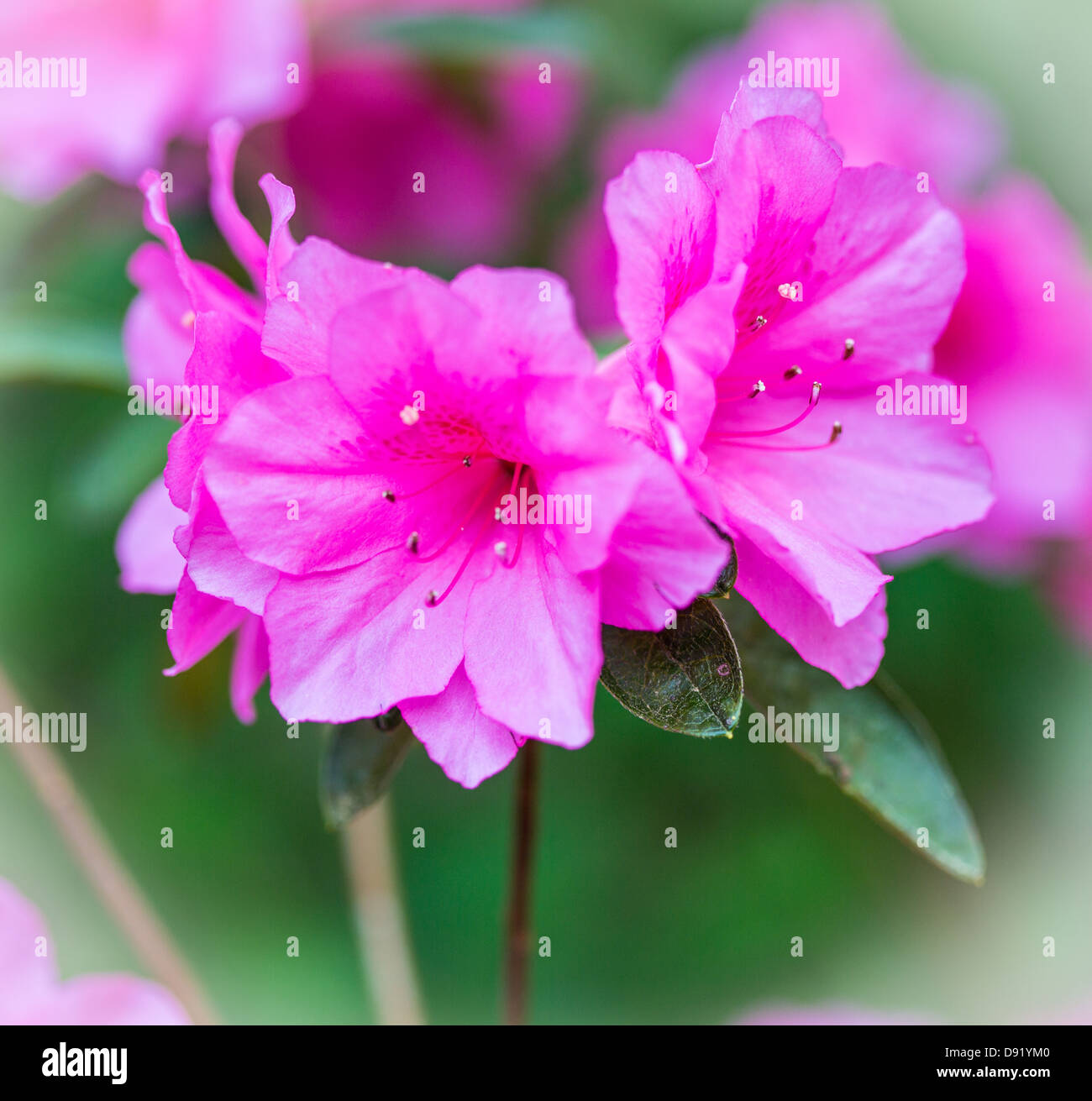 Azaleas bloom in Carolinas garden bringing splashes of color to the ...