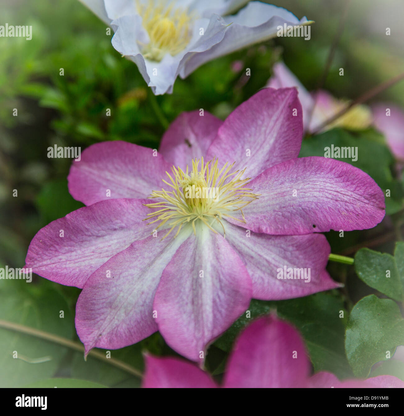 Clematis blooms in the early spring signifying the changing of the ...
