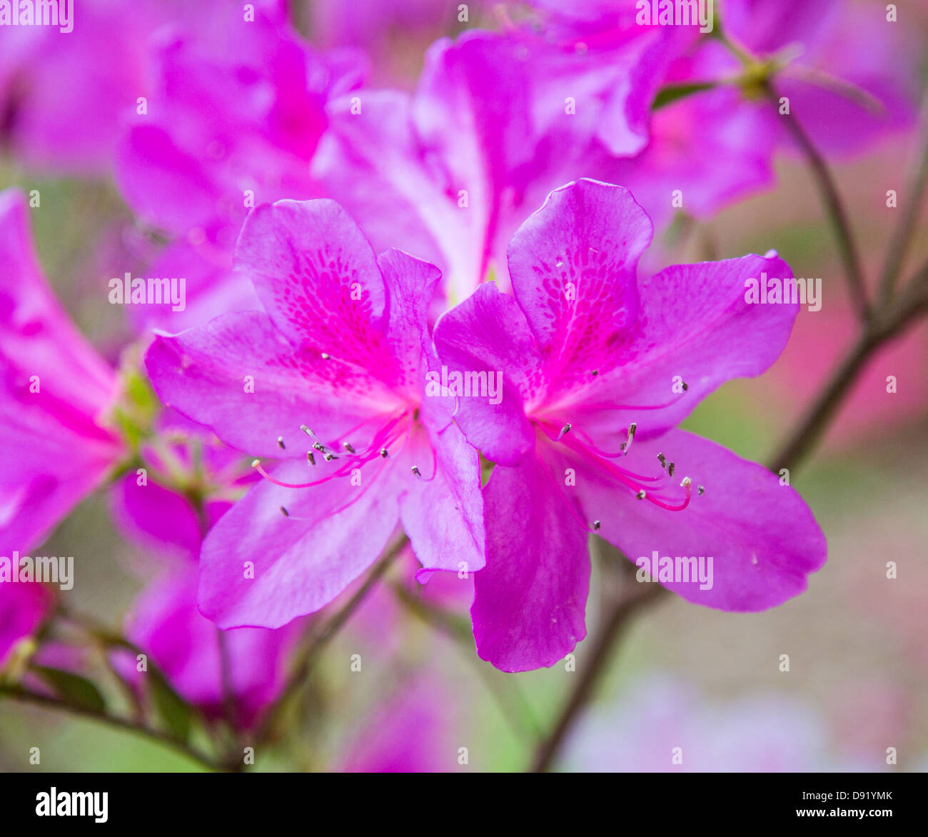 Azaleas bloom in Carolinas garden bringing splashes of color to the ...