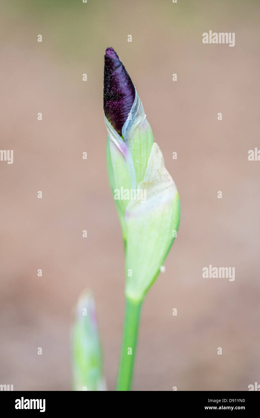 Changing iris hi-res stock photography and images - Alamy