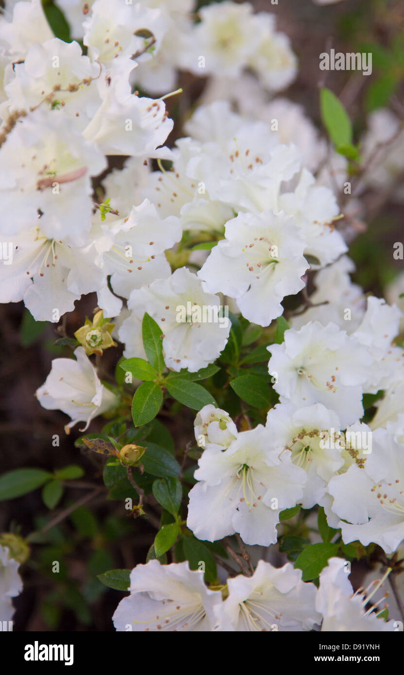 Azaleas bloom hi-res stock photography and images - Alamy