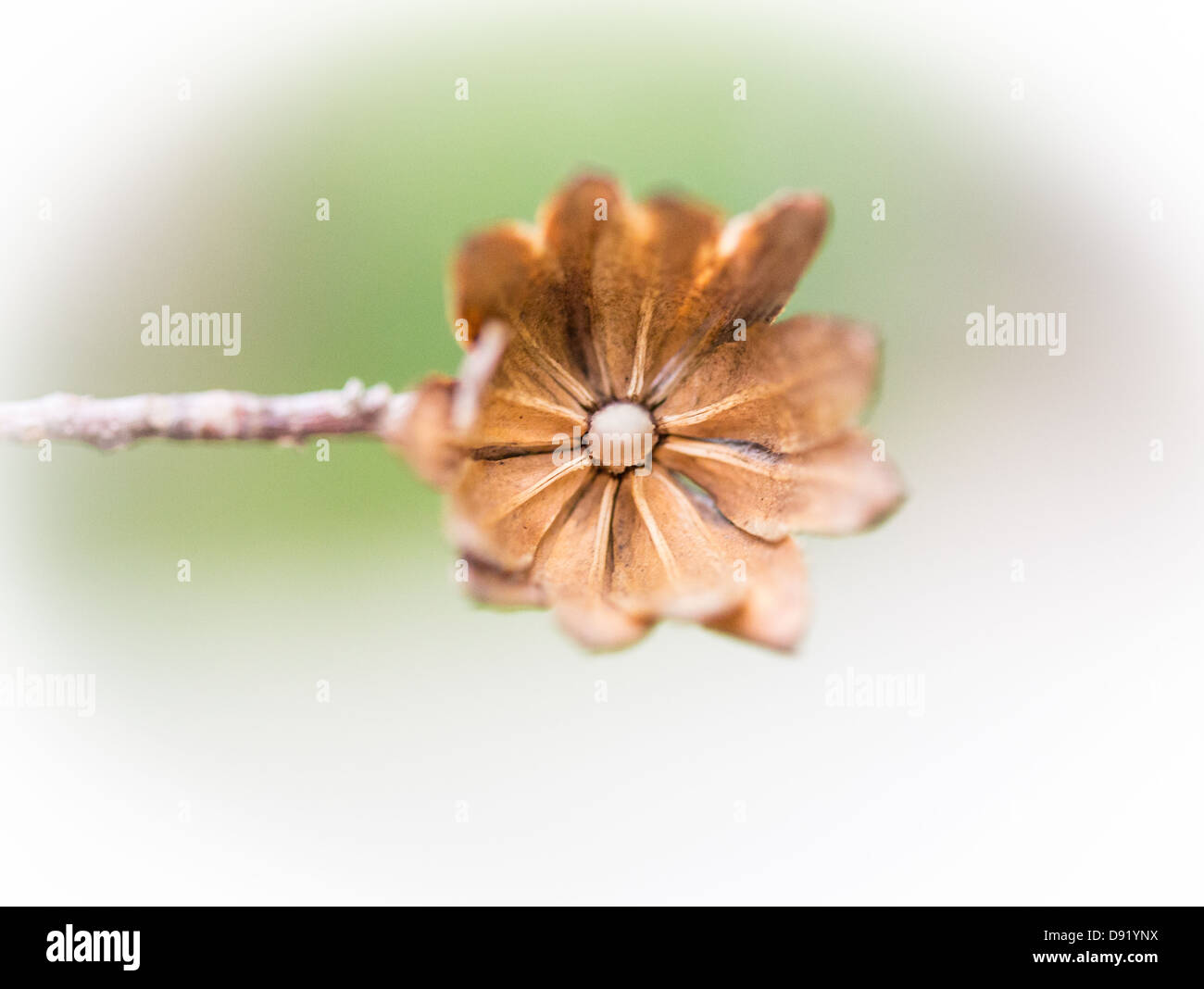 The seed pod from the Tulip Tree or Yellow Poplar as it had dropped its ...