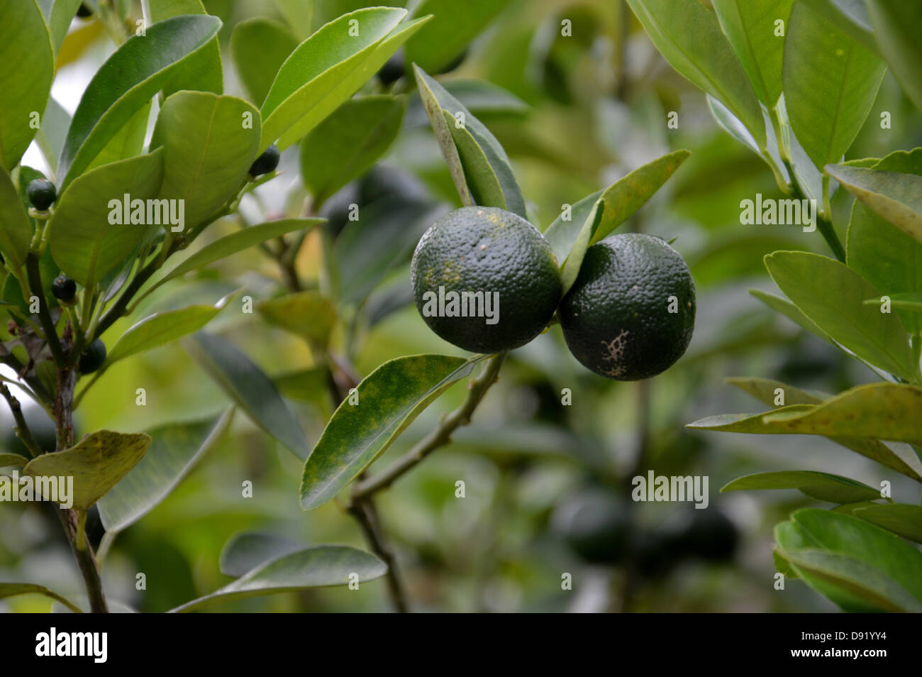 lime fruit crops Stock Photo - Alamy