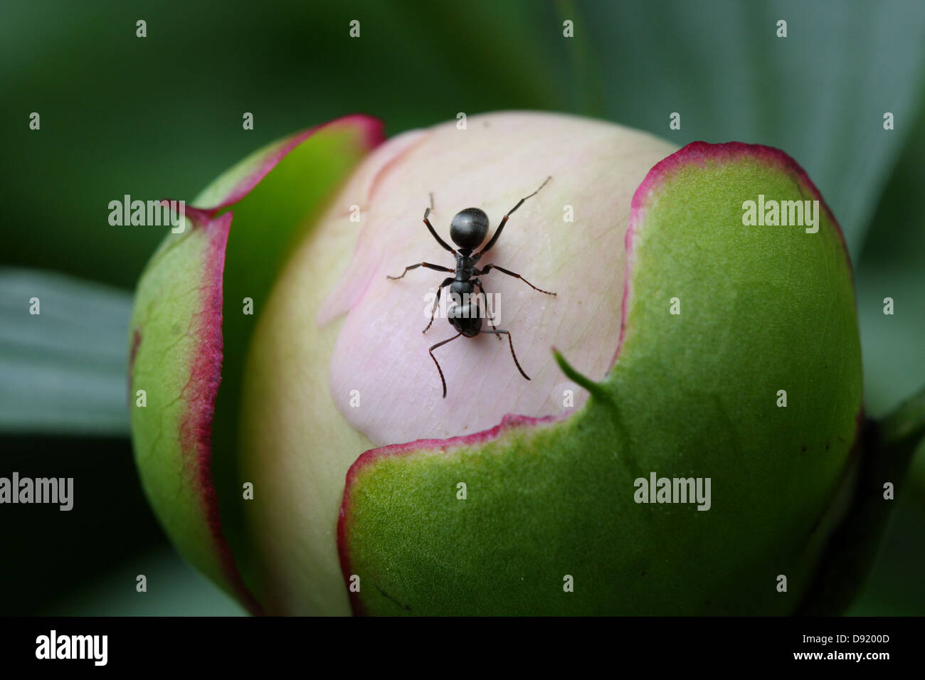 What Flower Needs Ants To Bloom at Michelle Robert blog