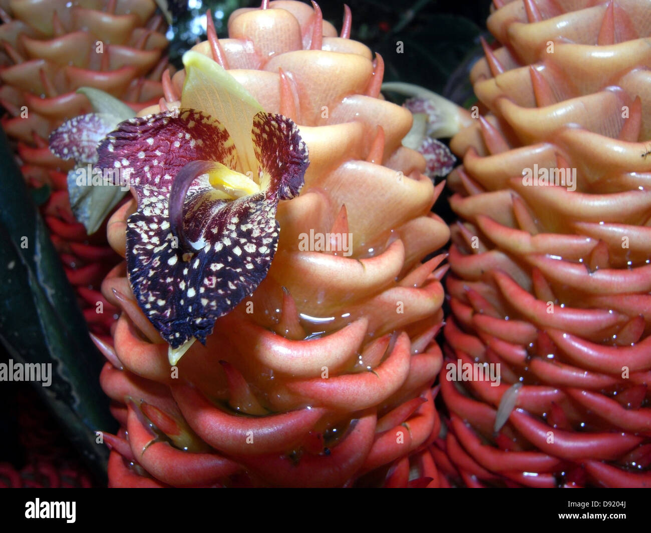 Detail of the spectacular flowers of the spectabilis ginger (Zingiber ...