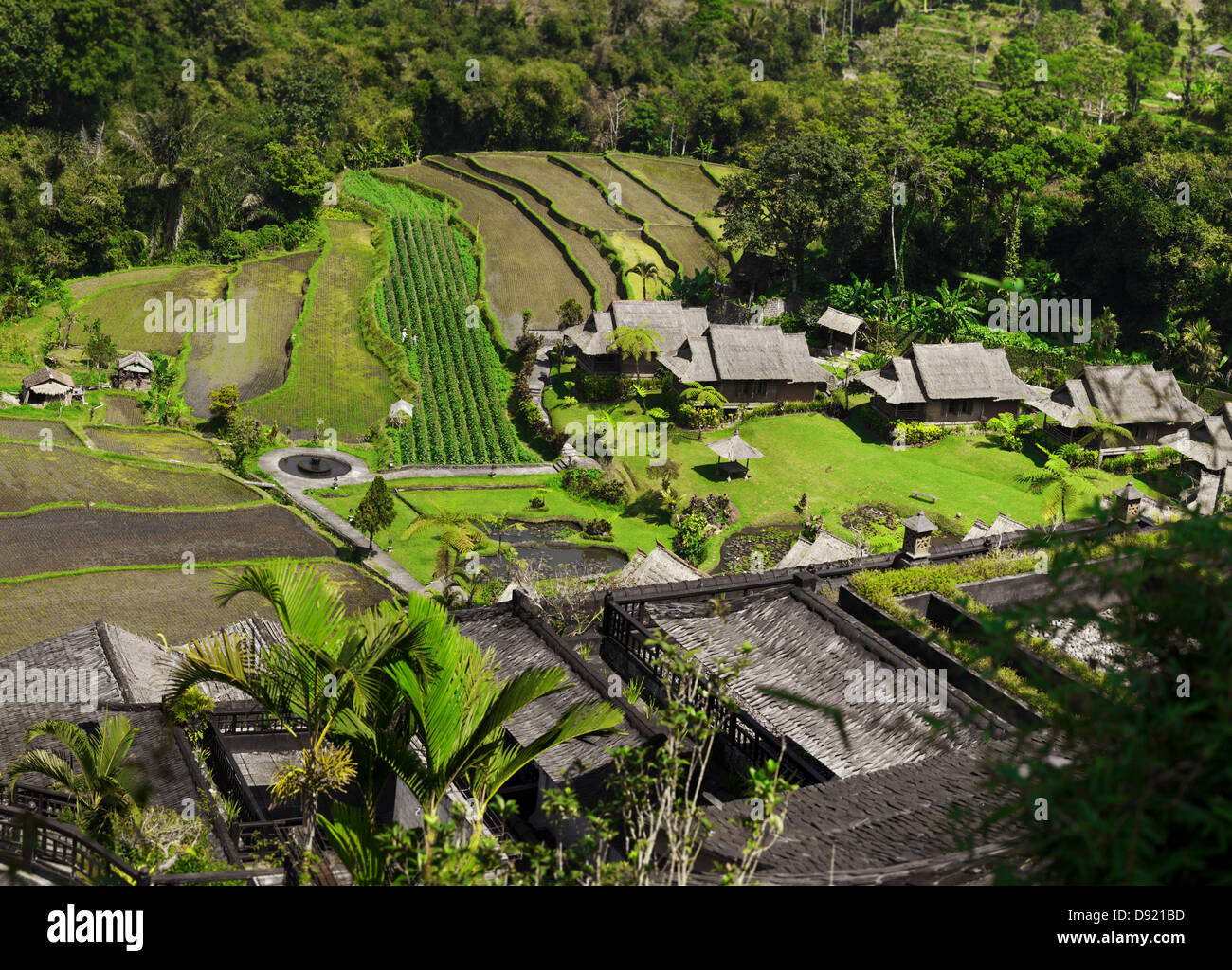 Asia. View of the rice plantations and ornamental areas Stock Photo - Alamy