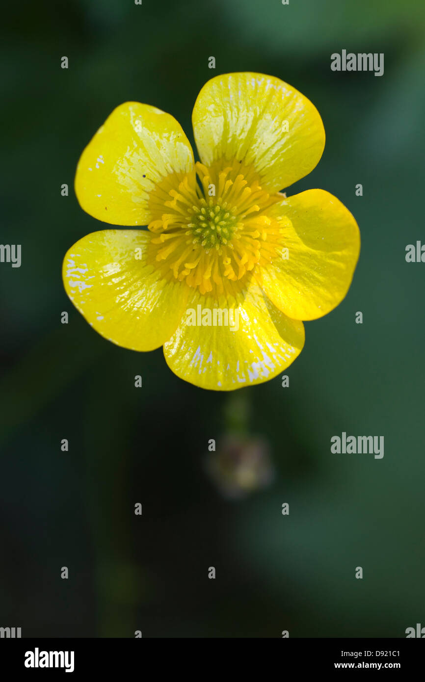 Close up of a single Buttercup Ranunculus repens Creeping Buttercup in ...
