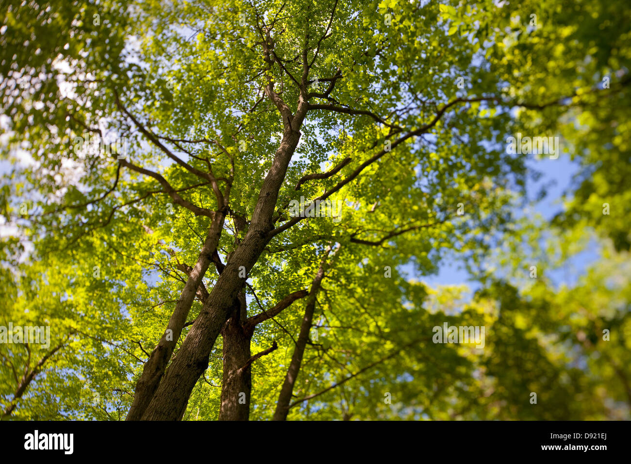 Looking up through the trees Stock Photo - Alamy