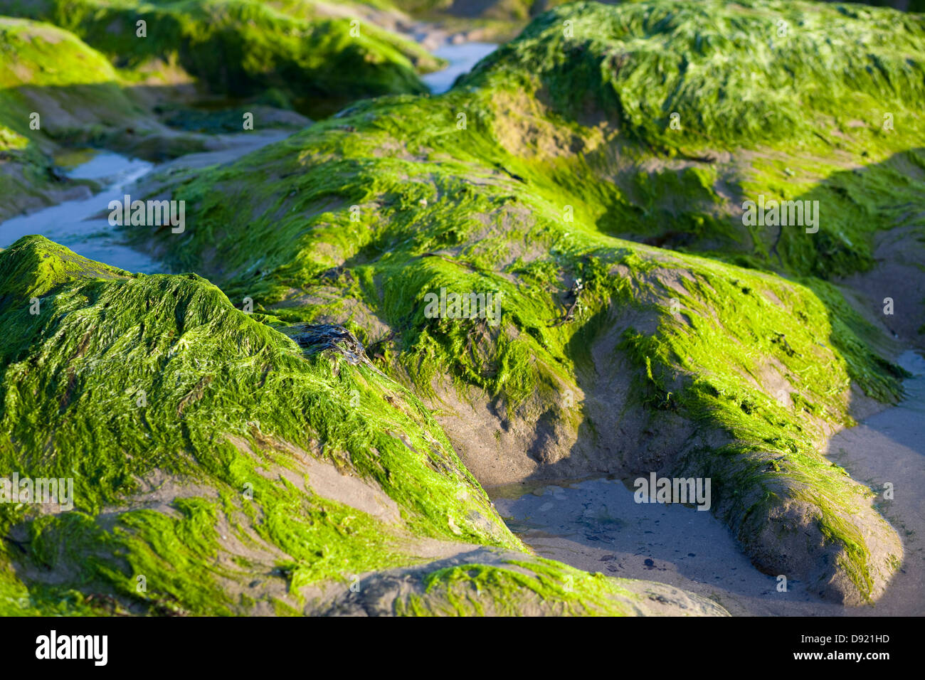 Seaweeds british marine plants hi-res stock photography and images - Alamy
