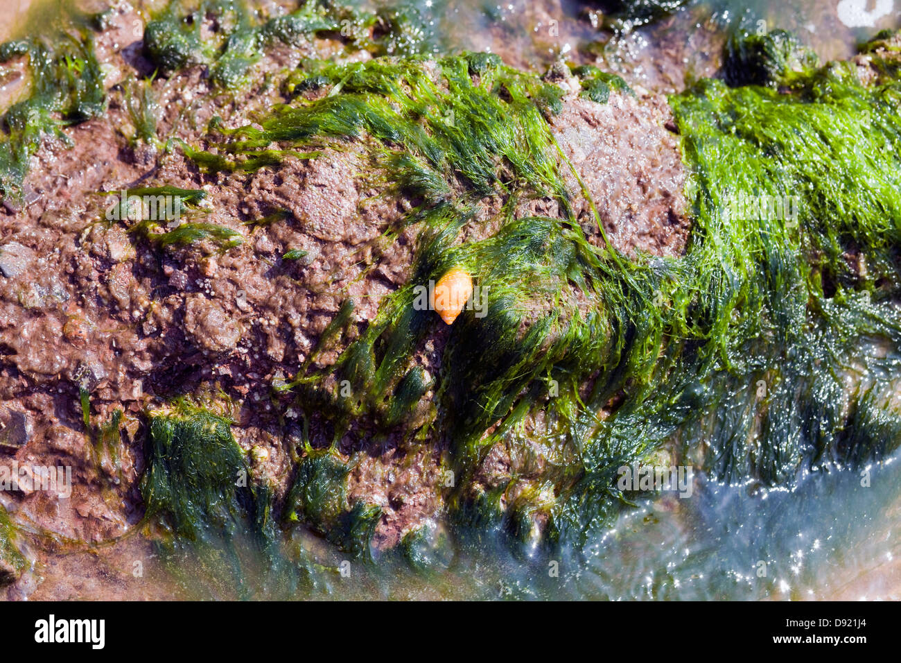 Seaweed on rock at low tide on a Beach in Devon England Stock Photo - Alamy