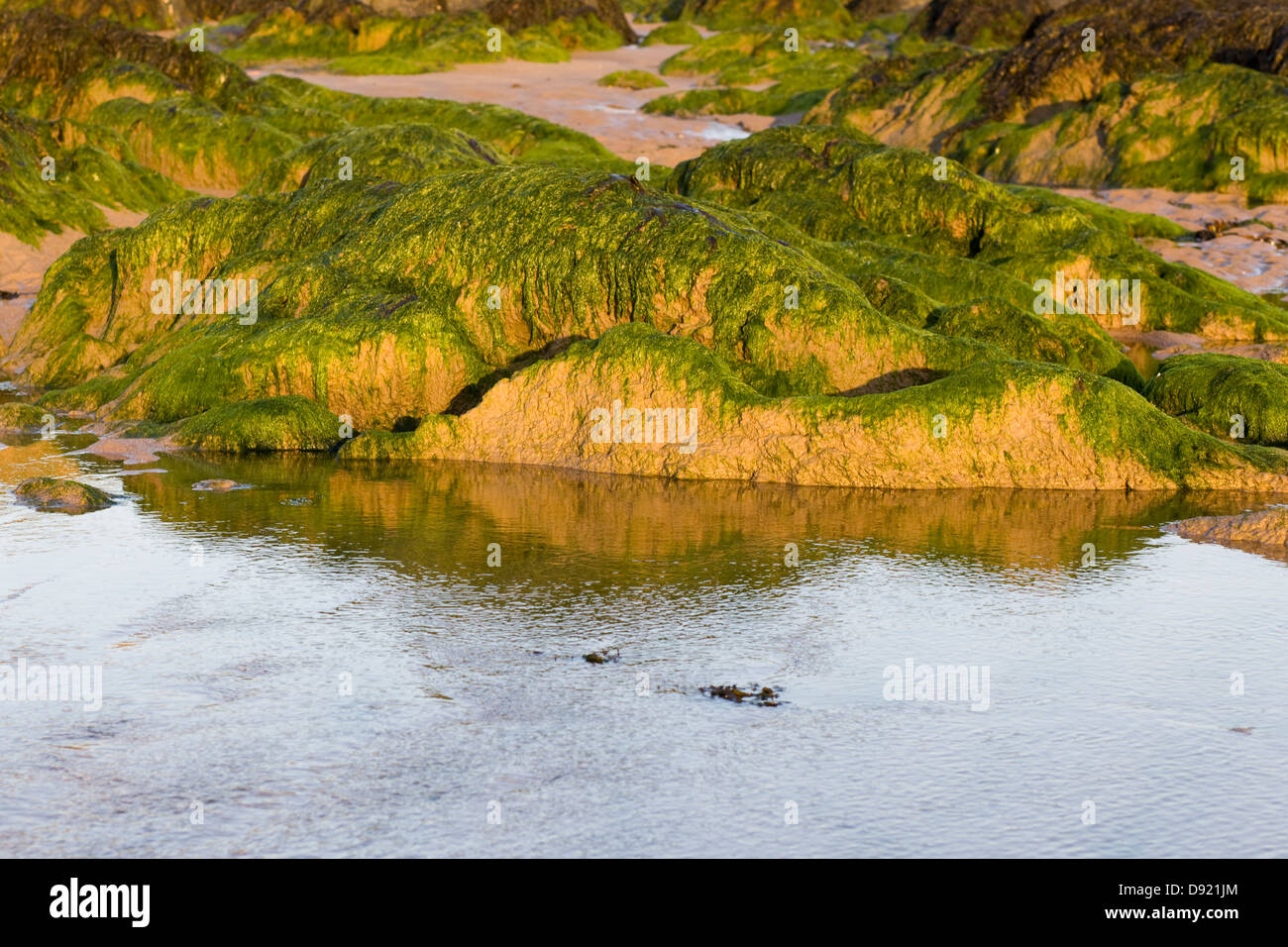 Seaweeds british marine plants hi-res stock photography and images - Alamy