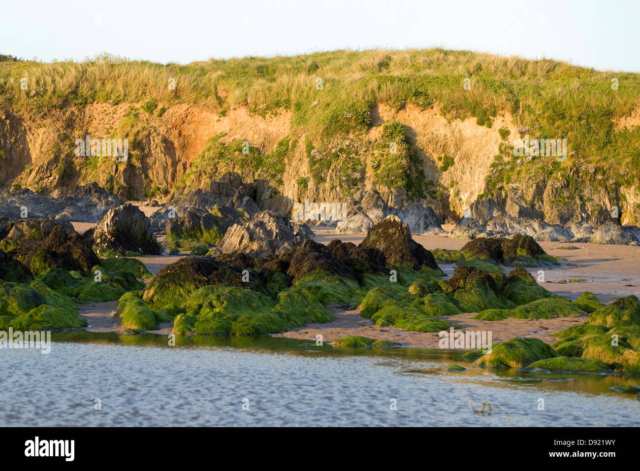 Seaweed on rock at low tide on a Beach in Devon England Stock Photo - Alamy