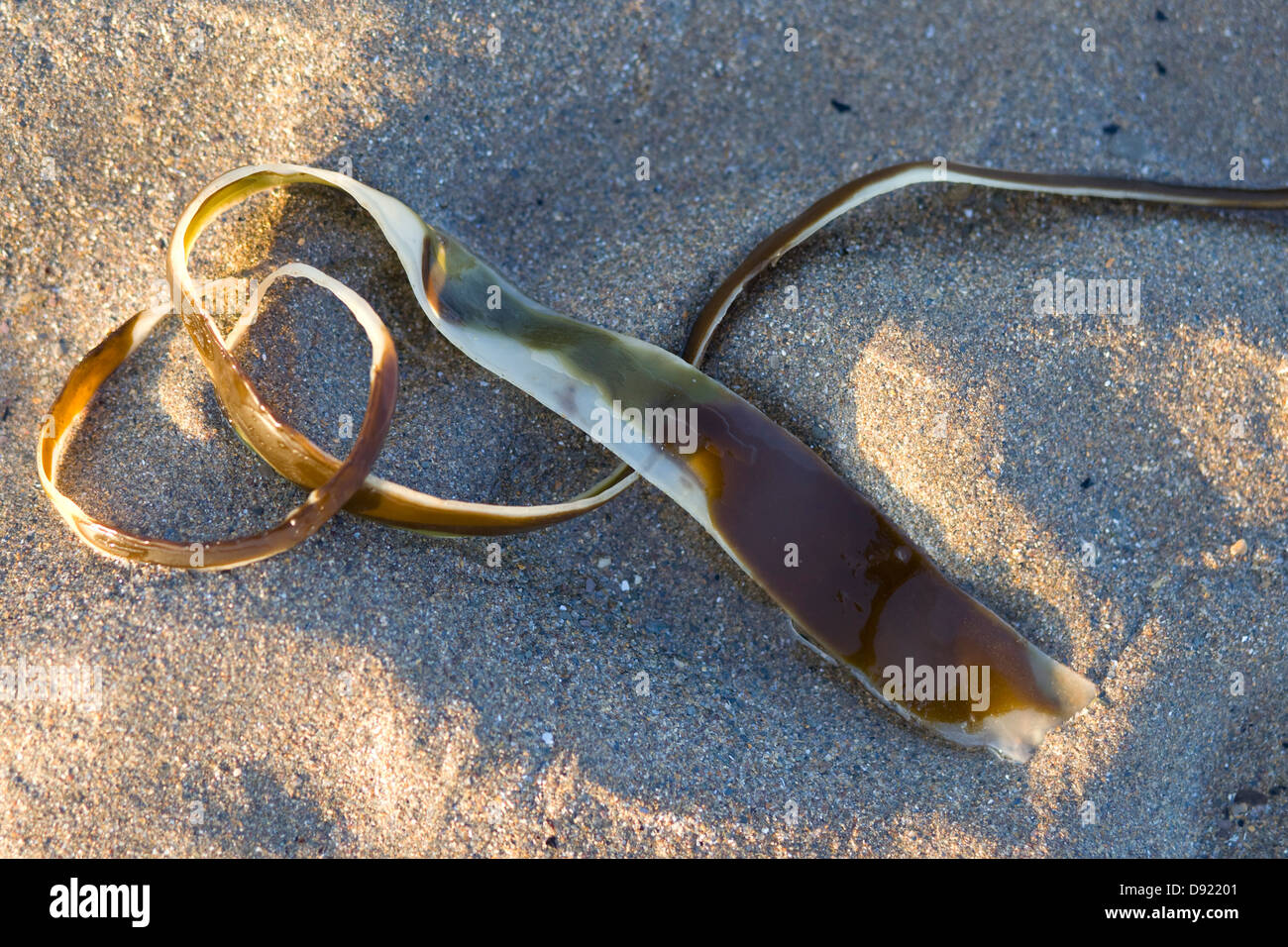 Seaweeds british marine plants hi-res stock photography and images - Alamy