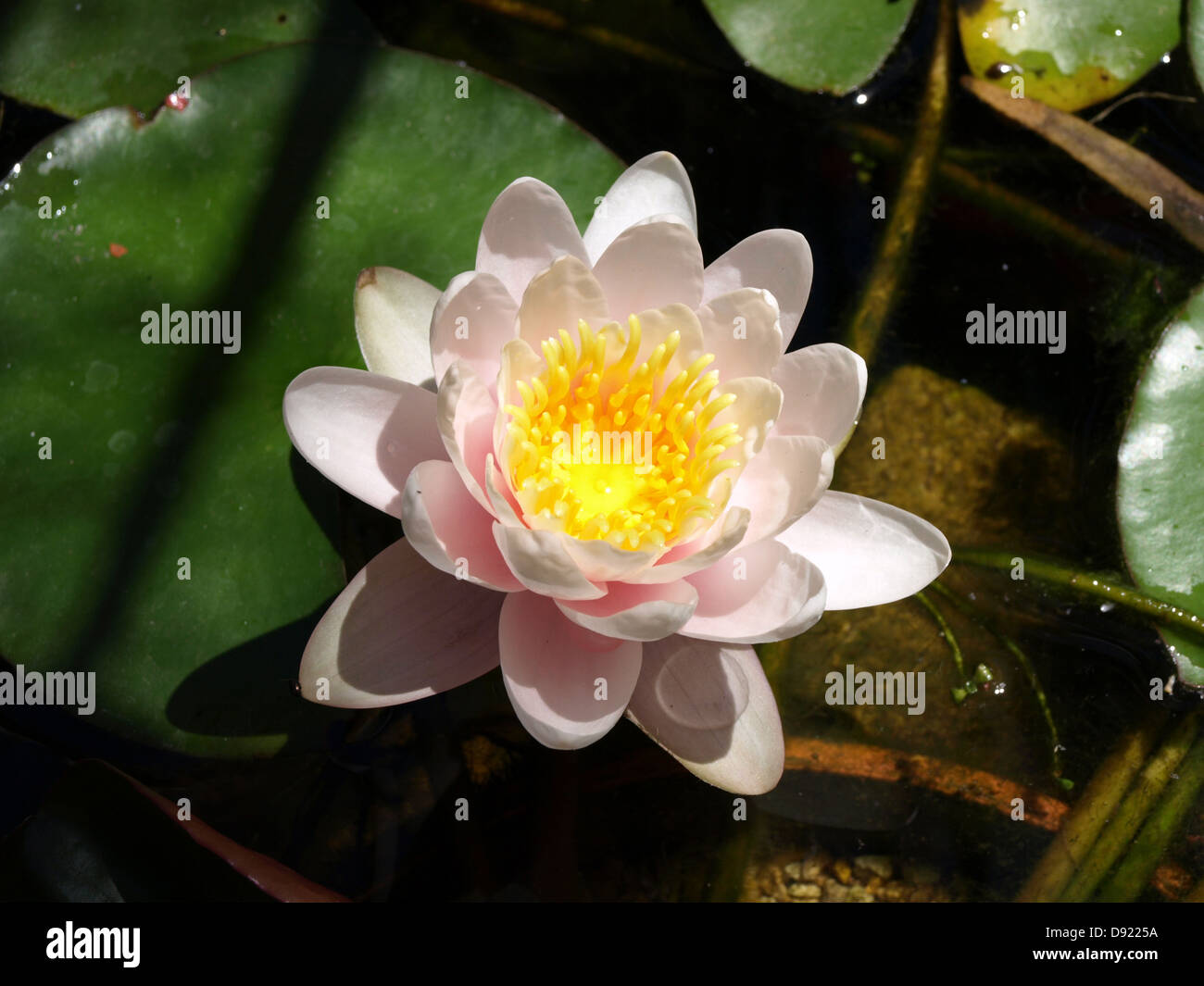 Lily pond australia hi-res stock photography and images - Alamy