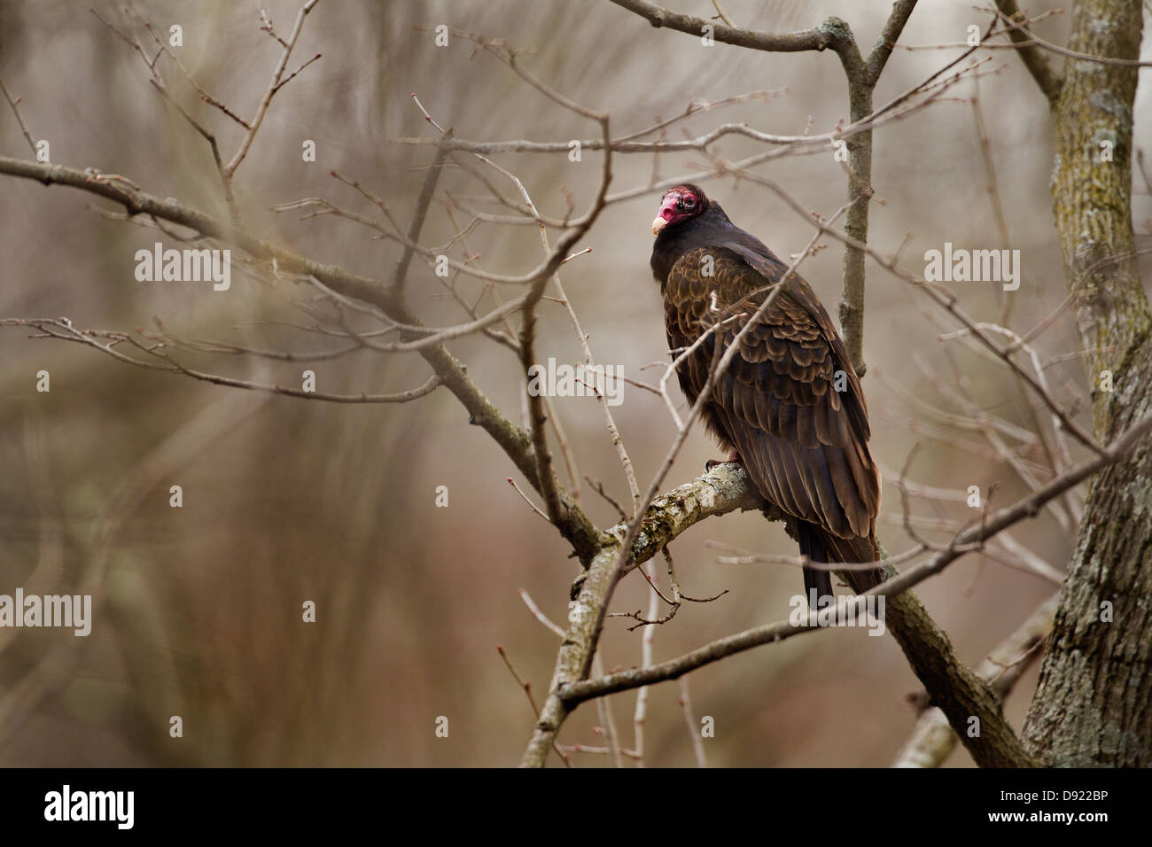 Turkey Vulture in bare tree Stock Photo - Alamy