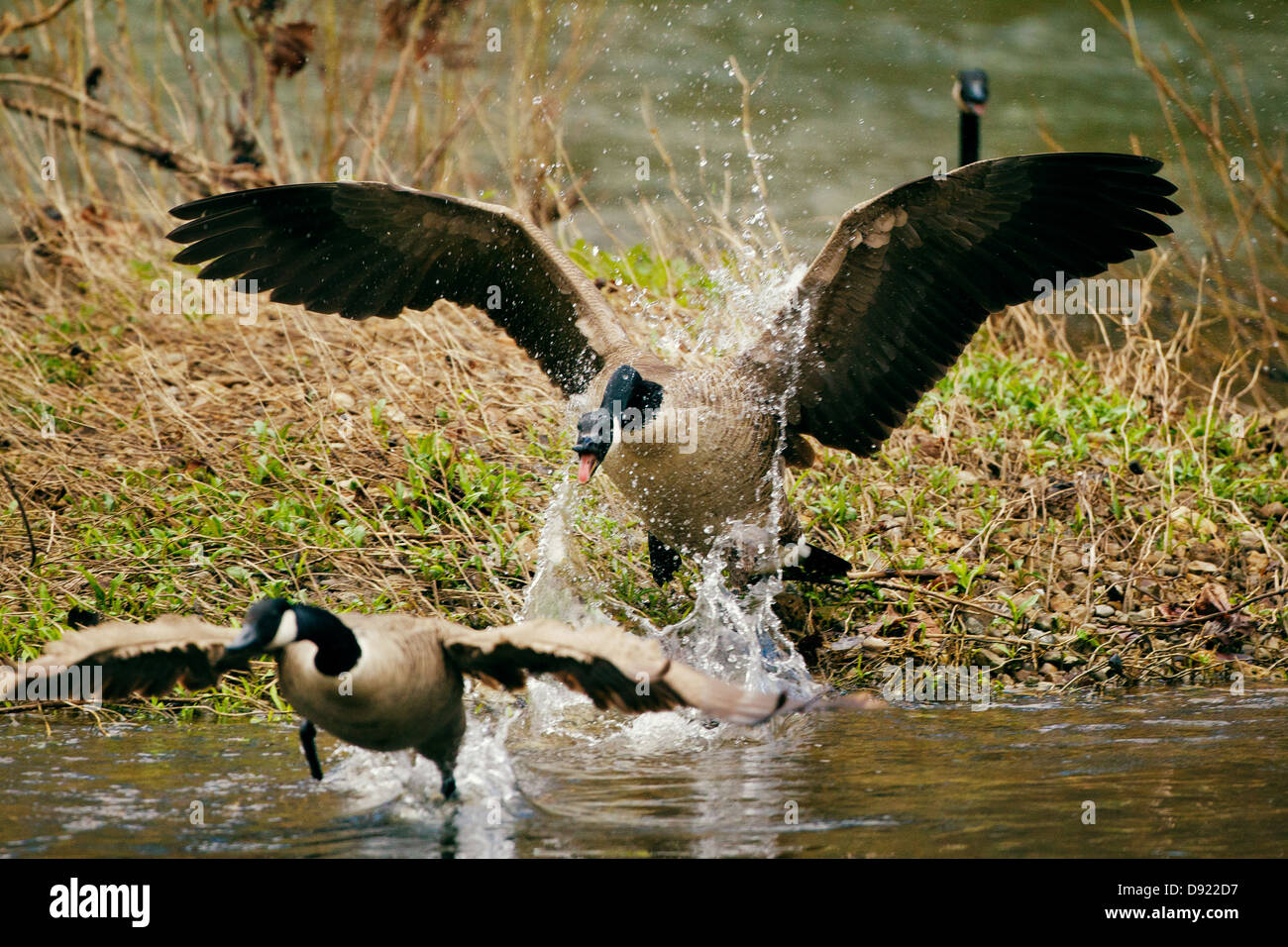 Canadian Geese chasing each other Stock Photo - Alamy