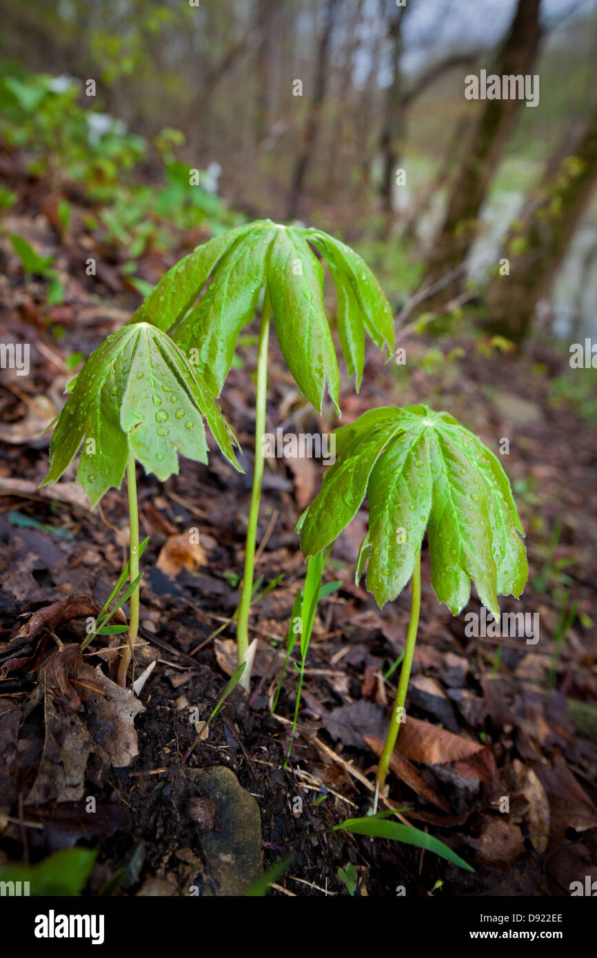 Mayapple hi-res stock photography and images - Alamy