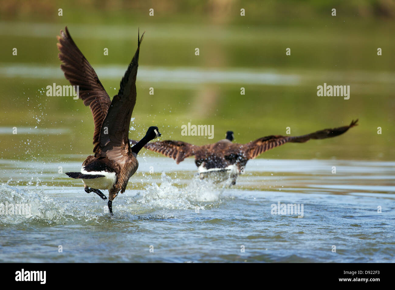 Canadian geese hi-res stock photography and images - Alamy