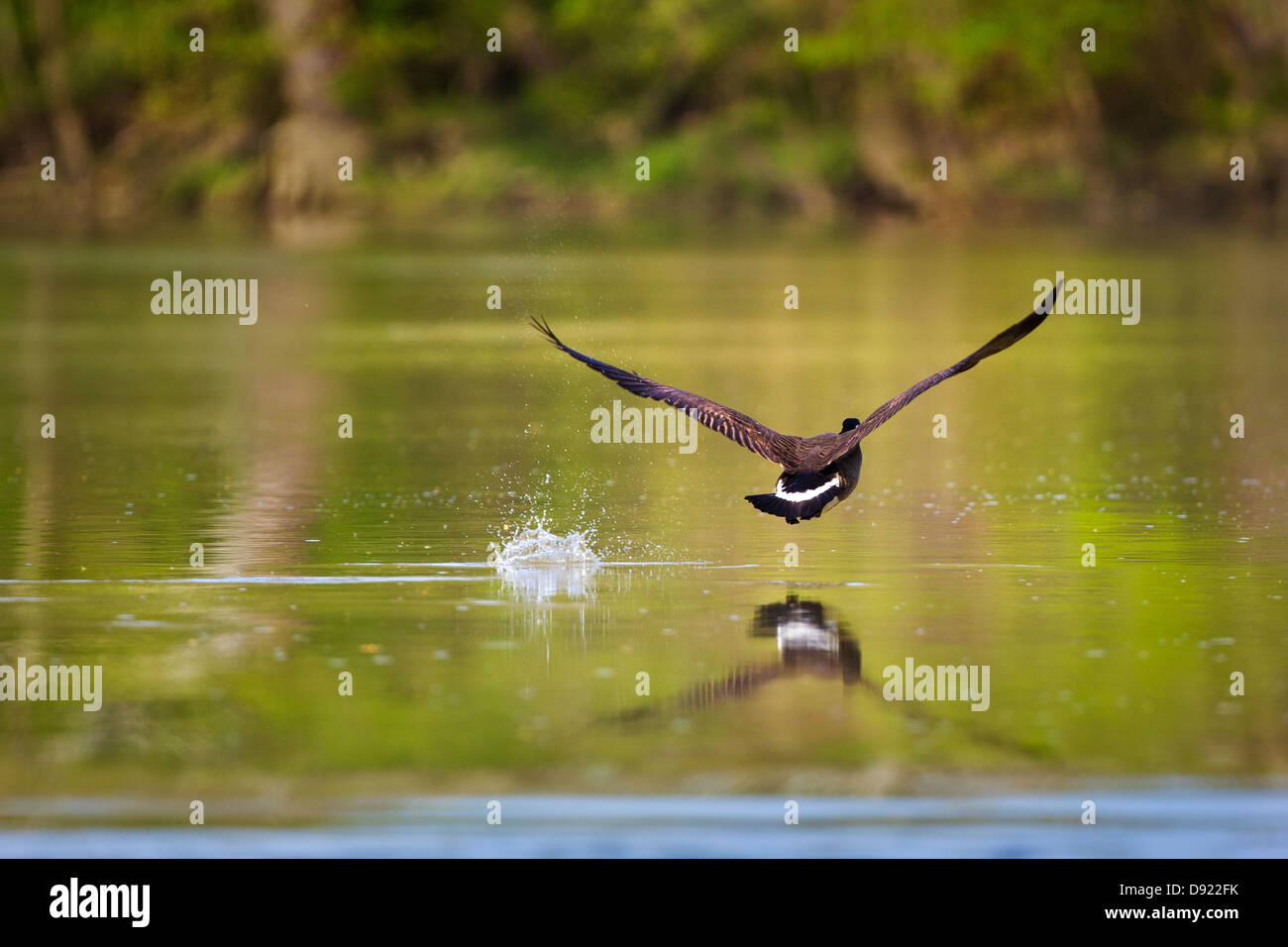 Canadian goose in flight Stock Photo - Alamy