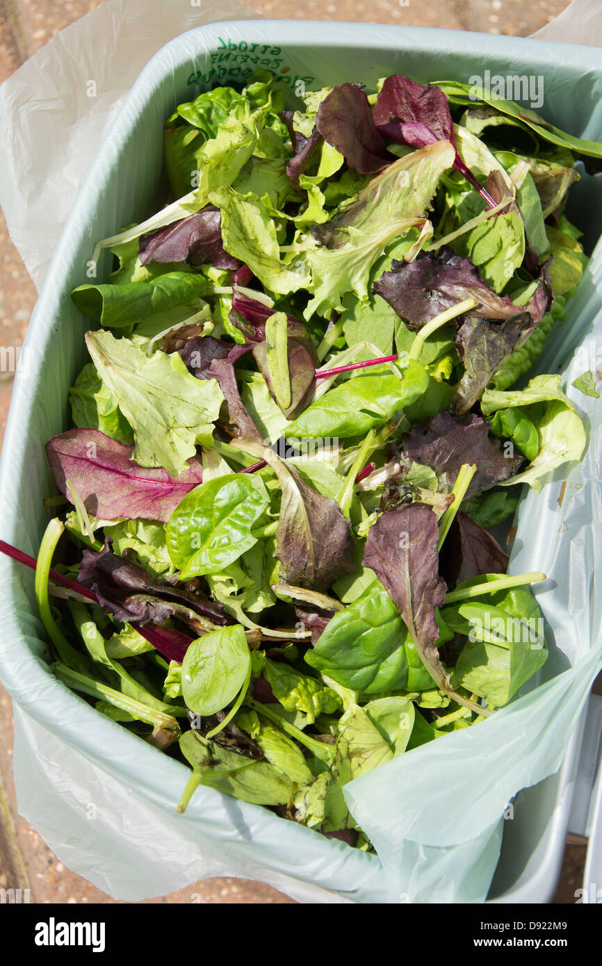 Perfectly good salad leaves discarded in a food recycling bin Stock ...