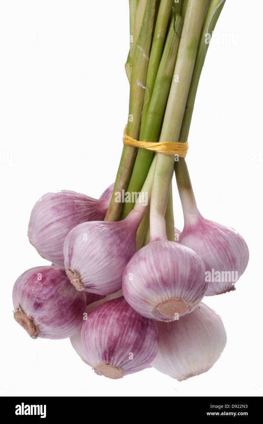 Fresh garlic on white background isolated Stock Photo - Alamy