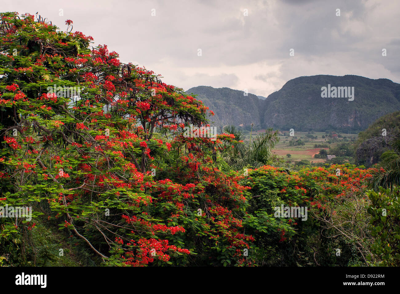 Vianles Valley; Pinar del Rio Stock Photo - Alamy