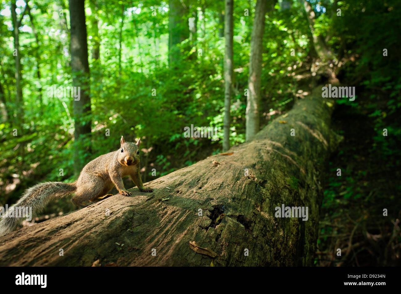 Gray Squirrel on log Stock Photo - Alamy