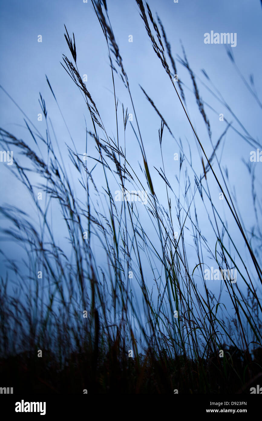 Long stemmed grass hi-res stock photography and images - Alamy