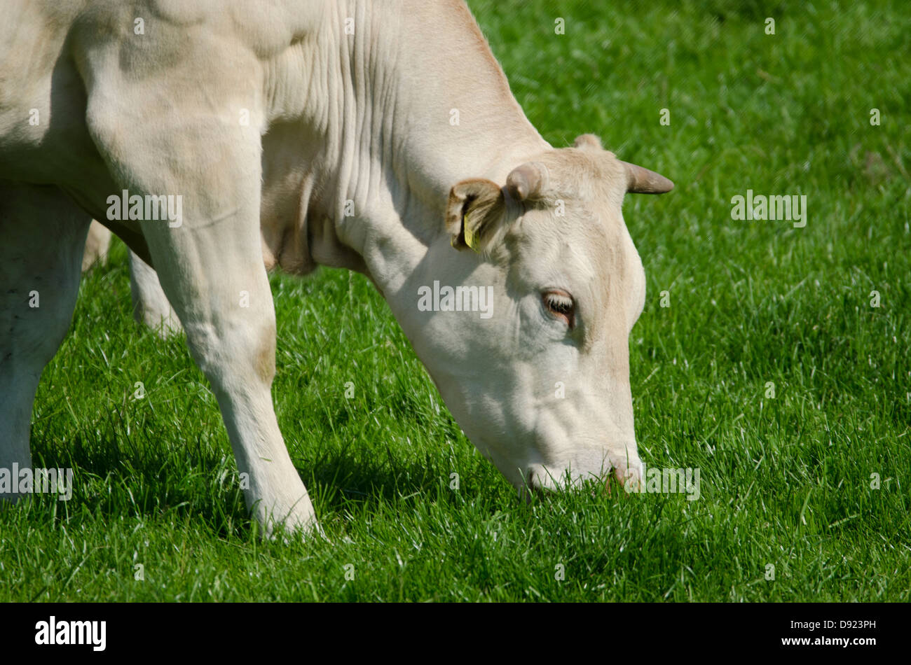 Dutch cows in Dutch Countryside Stock Photo - Alamy