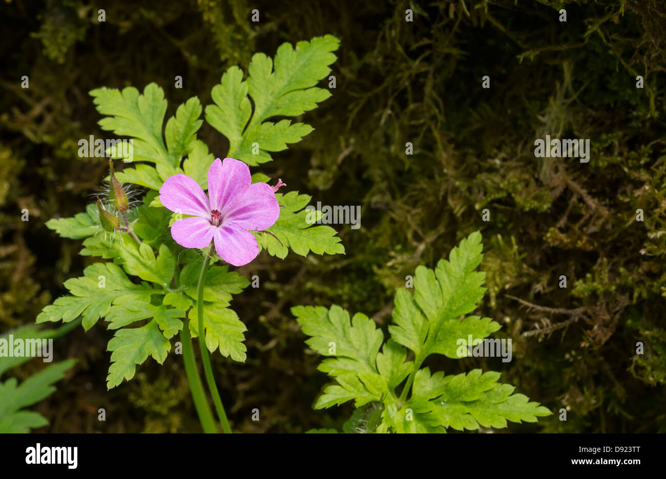 Herb Robert (Geranium robertianum Stock Photo - Alamy