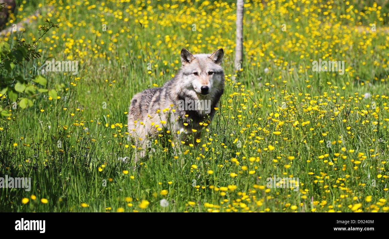 Grey Wolf in a field of buttercups Stock Photo - Alamy