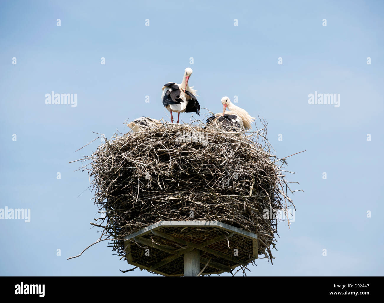 nest with stork in holland with blue sky as background Stock Photo - Alamy
