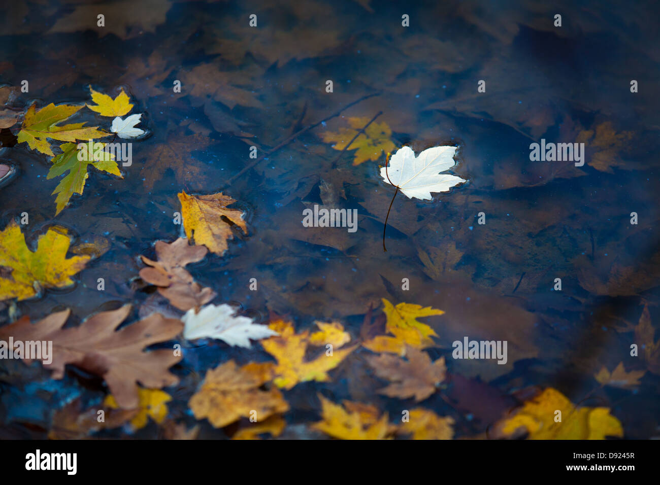Leaves on water Stock Photo - Alamy