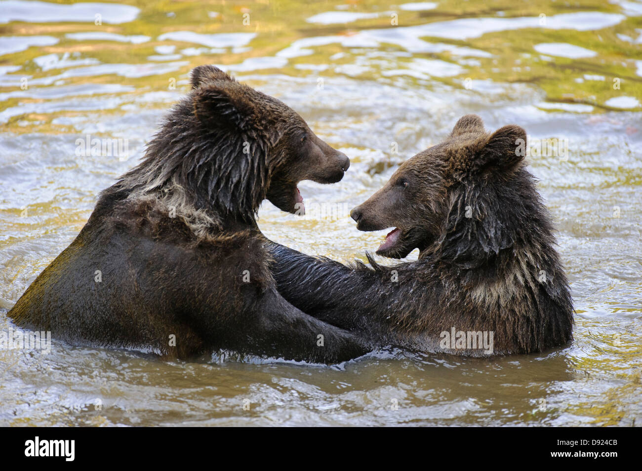 Ursus arctos, brown bear, BraunbÃ¤r, Braunbaer, bears Stock Photo - Alamy