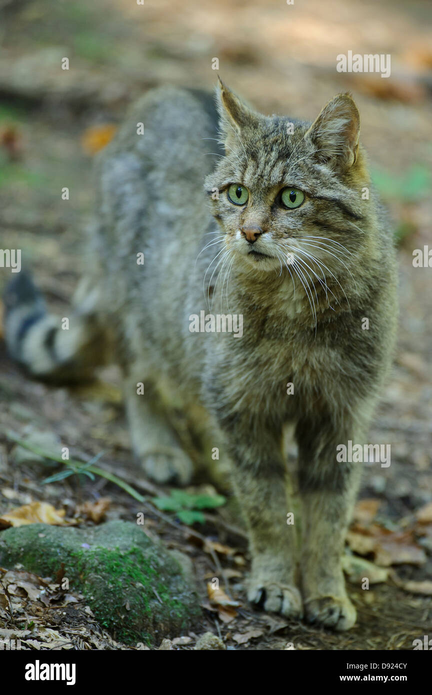 Wildkatze, wildcat, Felis silvestris Stock Photo - Alamy