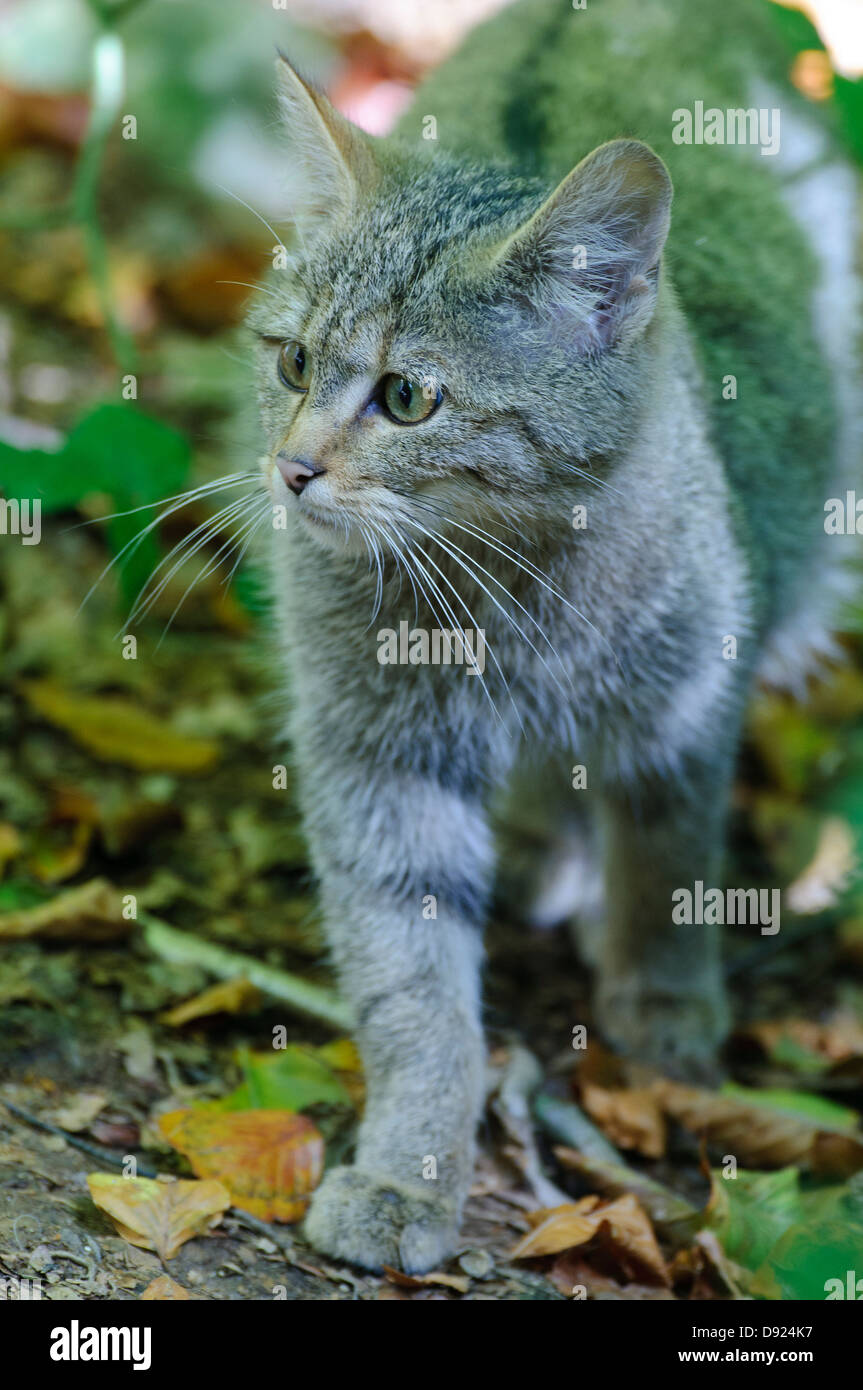 Wildkatze, wildcat, Felis silvestris Stock Photo - Alamy