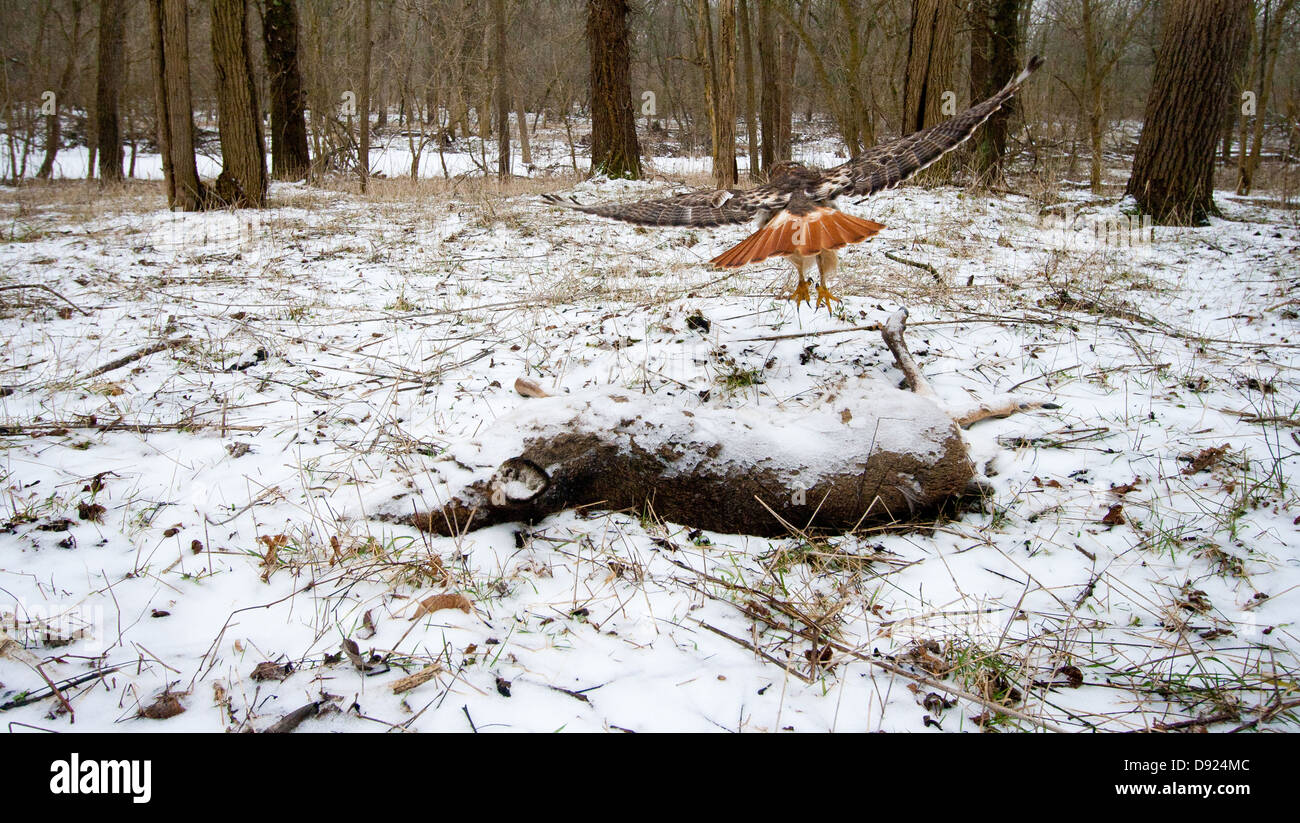 Red deer carcass hi-res stock photography and images - Alamy
