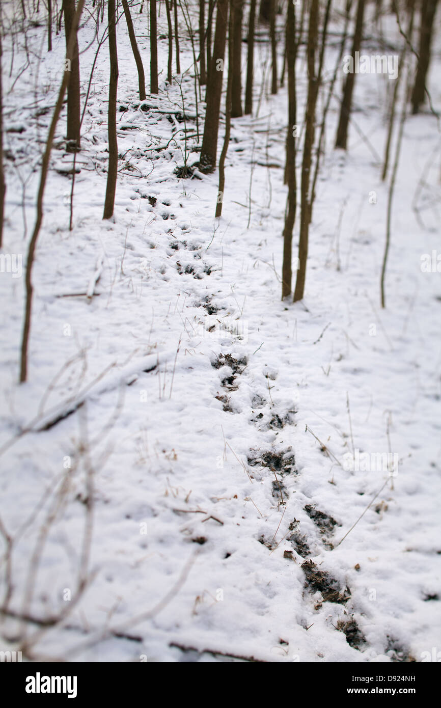 Animal tracks hi-res stock photography and images - Alamy