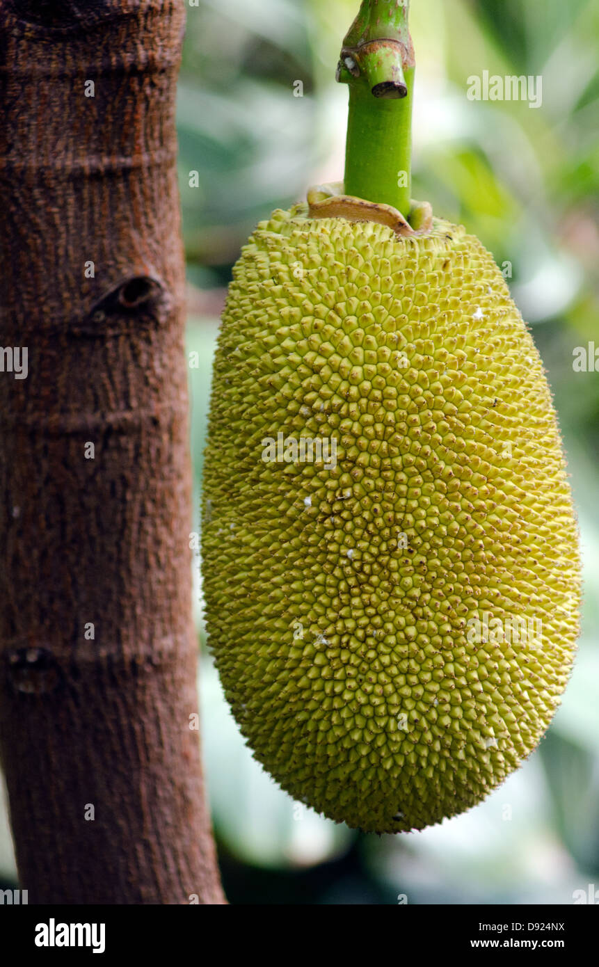 On A Breadfruit Tree High Resolution Stock Photography and Images - Alamy