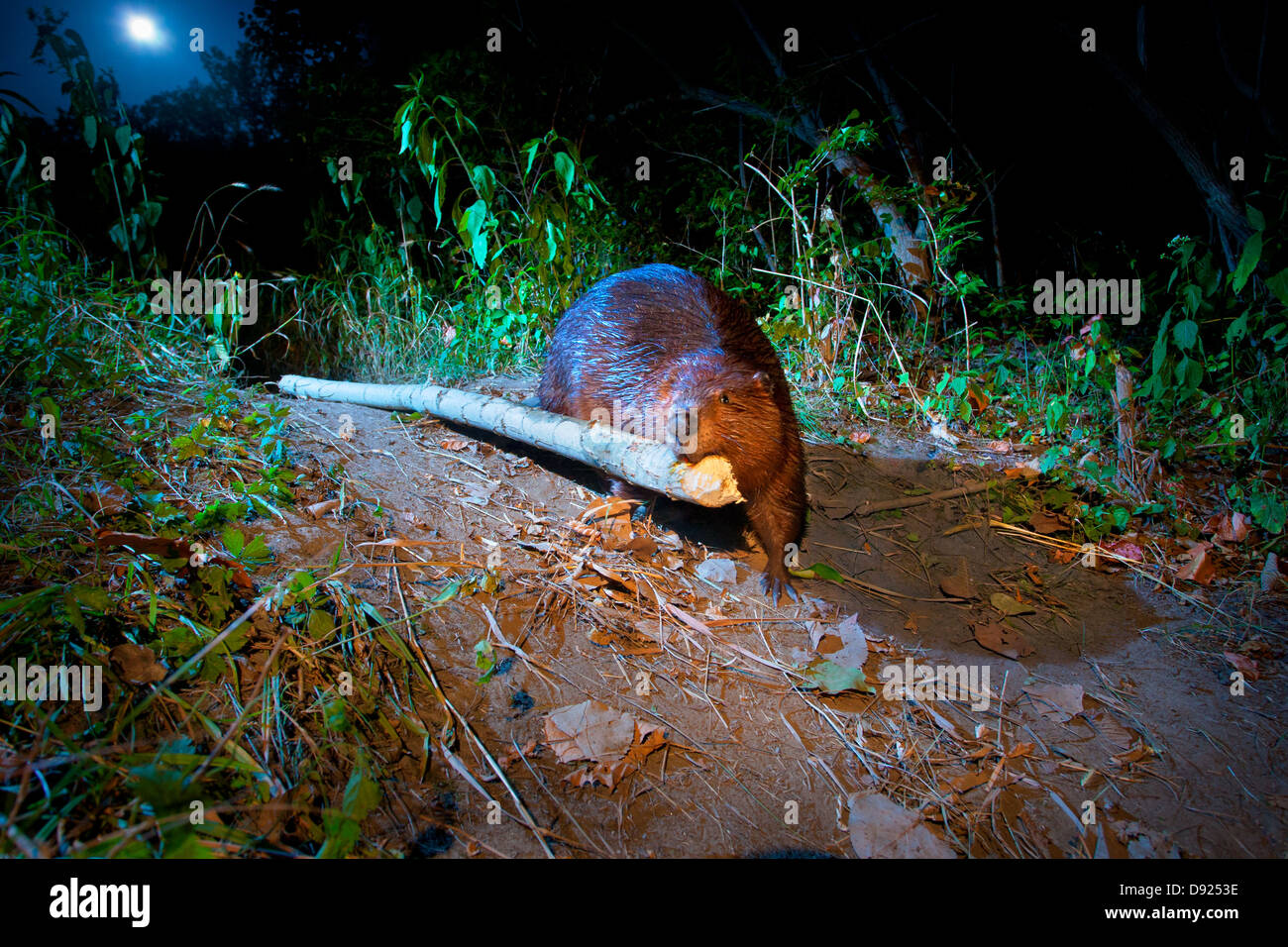 Beaver run hi-res stock photography and images - Alamy