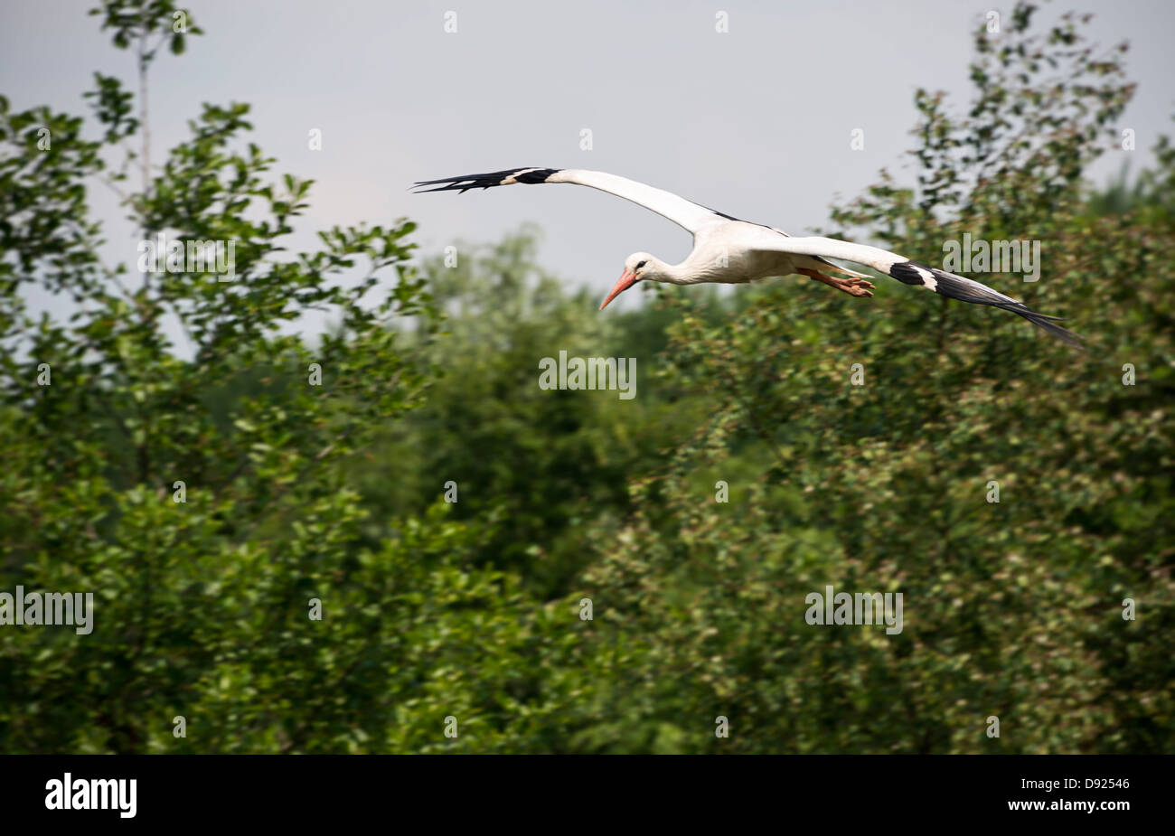 one stork flying in the sky with green trees as background Stock Photo ...