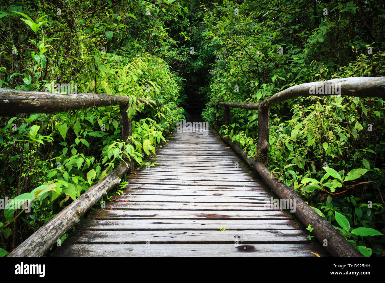Rain rainforest bridge wood hi-res stock photography and images - Alamy